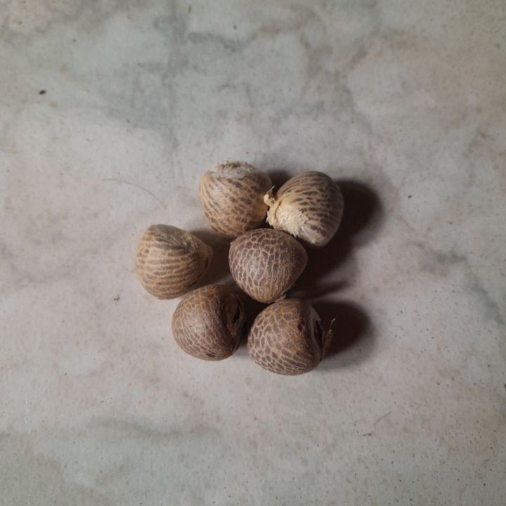 areca nut betle nut 100%sun dry1kg(karunka) | Daraz.lk