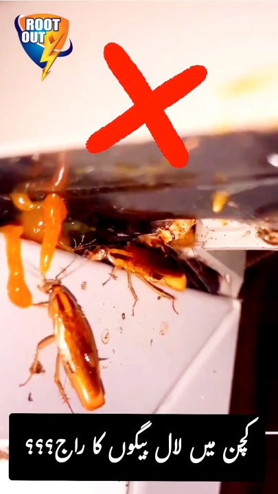 Cockroach killer gel - Buy 2 Get 1 free, Sharp Gel - 100% Proven ...