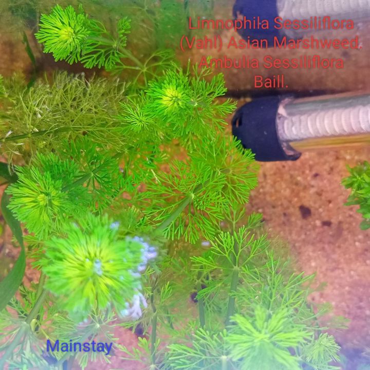 5 Stems Limnophila Sessiliflora (Vahl), Asian Marshweed, Ambulia ...