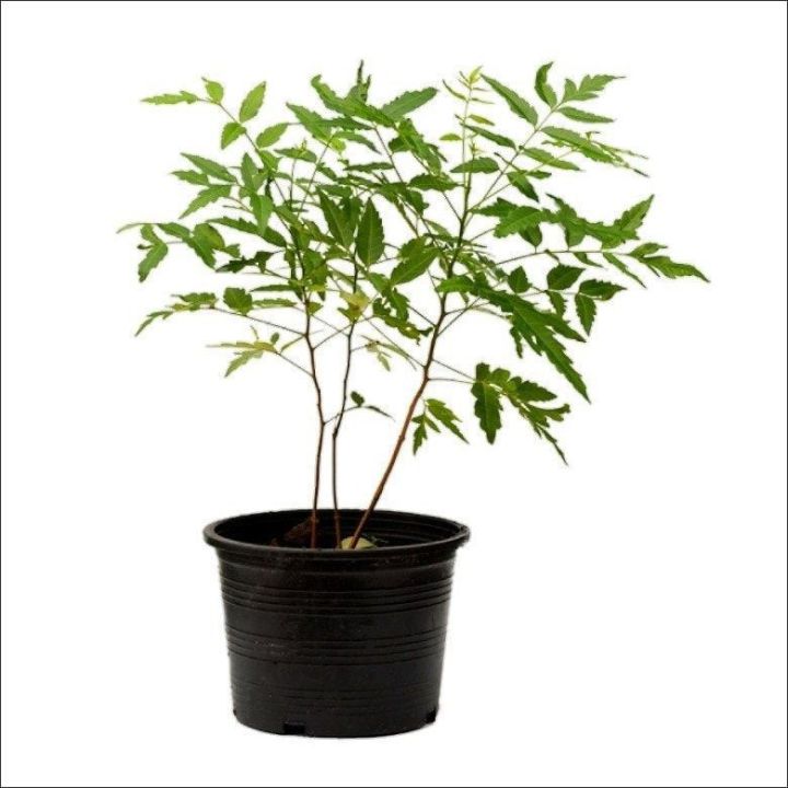 Natural ayurvedic kohomba plant | Daraz.lk