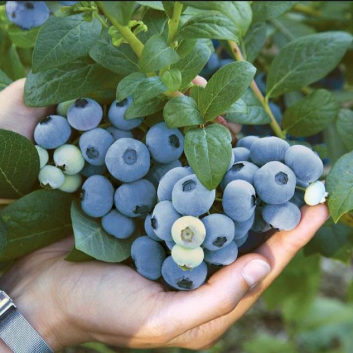 Rare Sweet Blueberry Fruit Bonsai Tree Seeds - 10+ Pcs Seeds | Daraz.com.bd