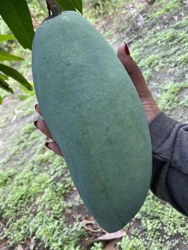 Sunflower mango plants | Daraz.lk