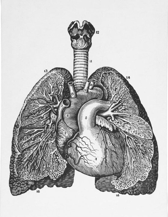 Hanging Anatomy Canvas, Organ Pattern Wall Art Decoration Retro for ...