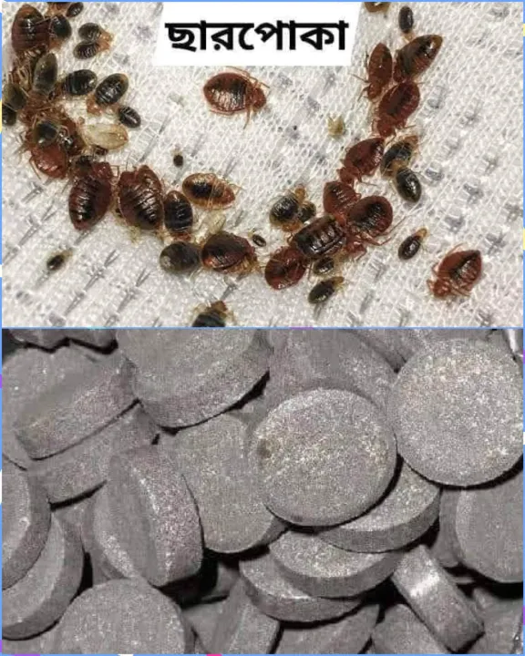Powerful Bed Bug Killer Fumigation Tablet – 100% Effective – Charpoka ...
