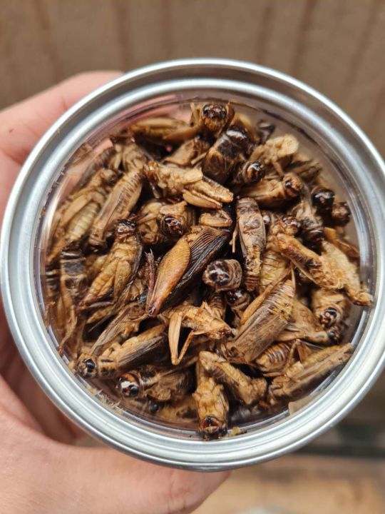 Dried crickets (25g) | Shop.com.mm