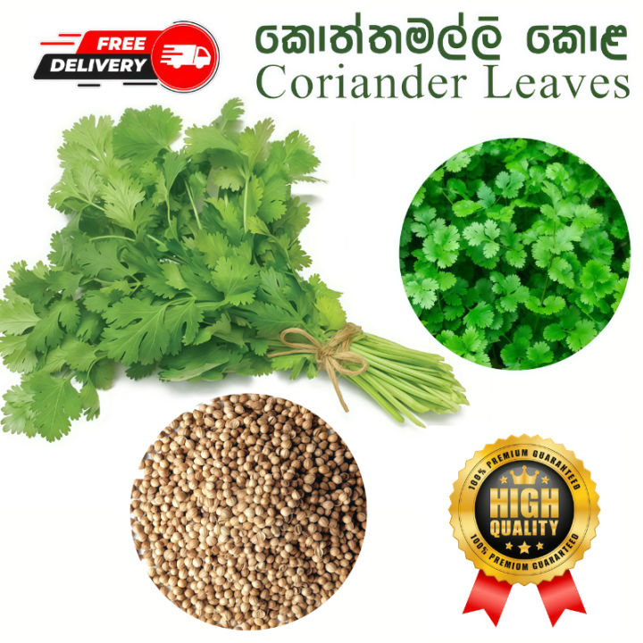 Coriander Seeds Koththamalli seeds For Home Gardening Lovers Gewathu ...