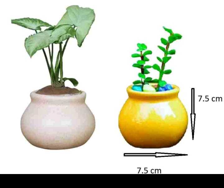 Flower pot l Home Decoration pieces Flower vase set of 2 pots l with ...