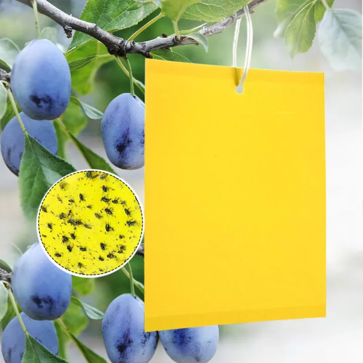Sticky Insect Board Powerful Flycatcher Yellow Blue Sticker Sheet ...