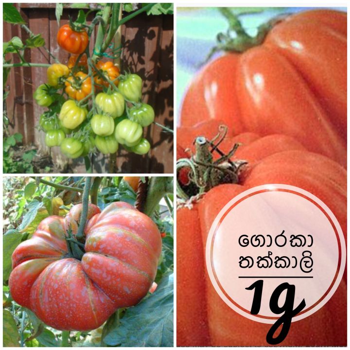 Goraka thakkali/ Goraka tomatoes 1 g seeds more than 50 seeds | Daraz.lk