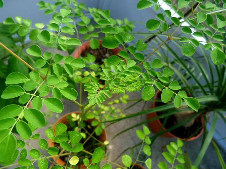Moringa Oleifera Sohanjna Seeds 100% Germination in Pakistan | Daraz.pk