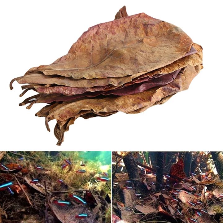 50pcs Aquarium Almond Leaves Catappa Leaf Aquarium Tank Fish Cleaning ...