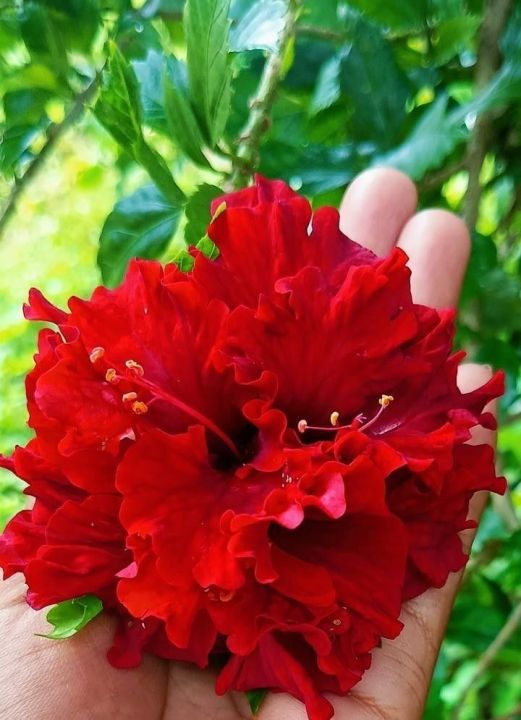Red Hibiscus (pokuru wada palant herb plant) | Daraz.lk