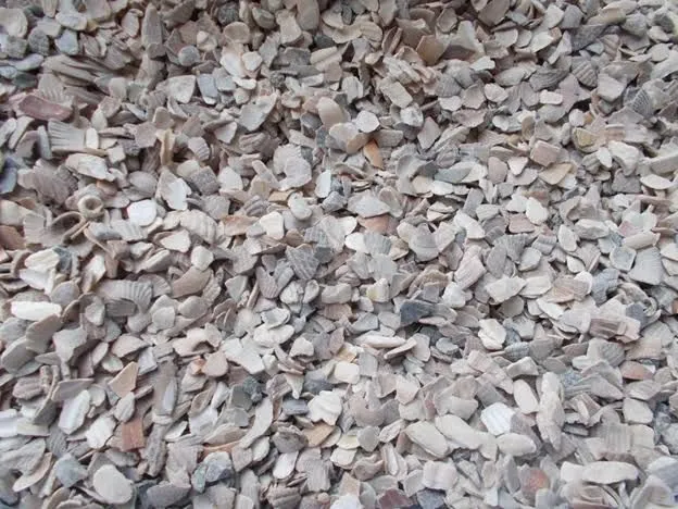 oyester shell 250 gram imported | Daraz.com.bd