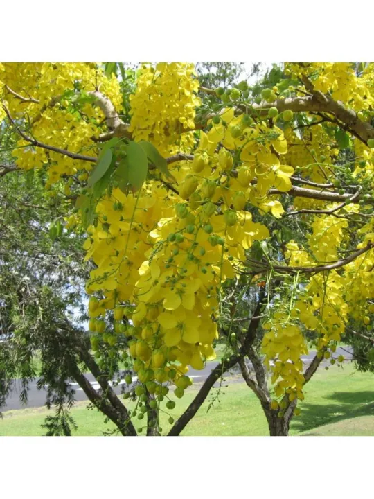 Export quolity Natural ehela seeds | Daraz.lk