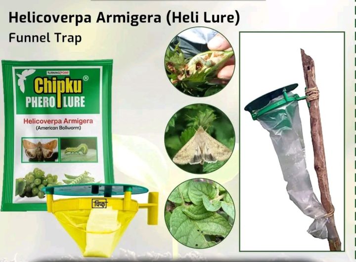 Pheromone Trap Funnel with Helicoverpa Lure for Catch Insect/Moth of ...