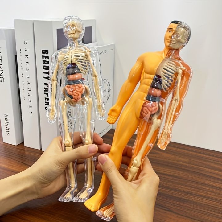 30pcs Human Anatomy Model Kit - Detachable Skeleton and Complete Torso Medical Teaching Skeletal ...