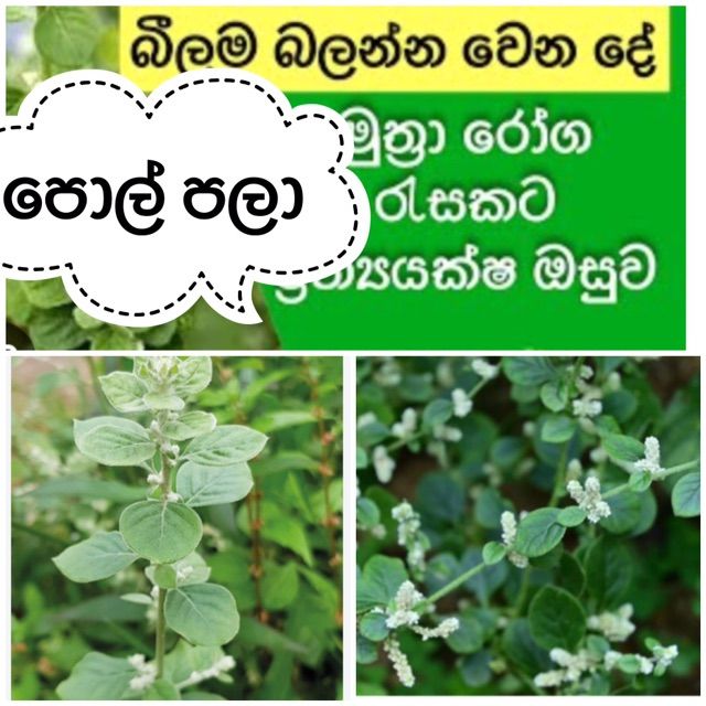Aerva Lanata (polpala) 50 seeds | Daraz.lk