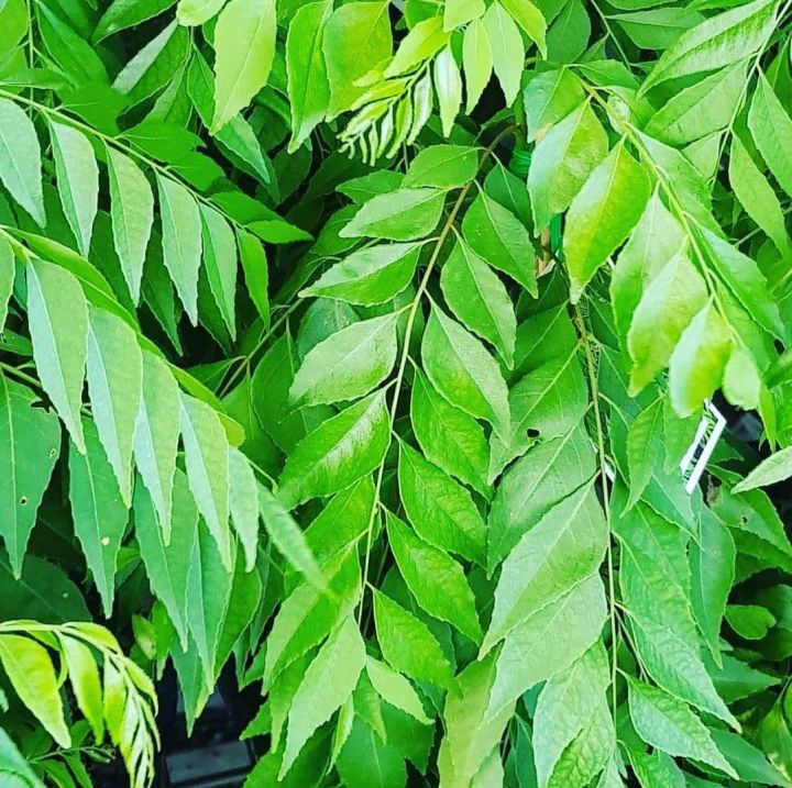 karapincha leevs dry pack 500g | Daraz.lk