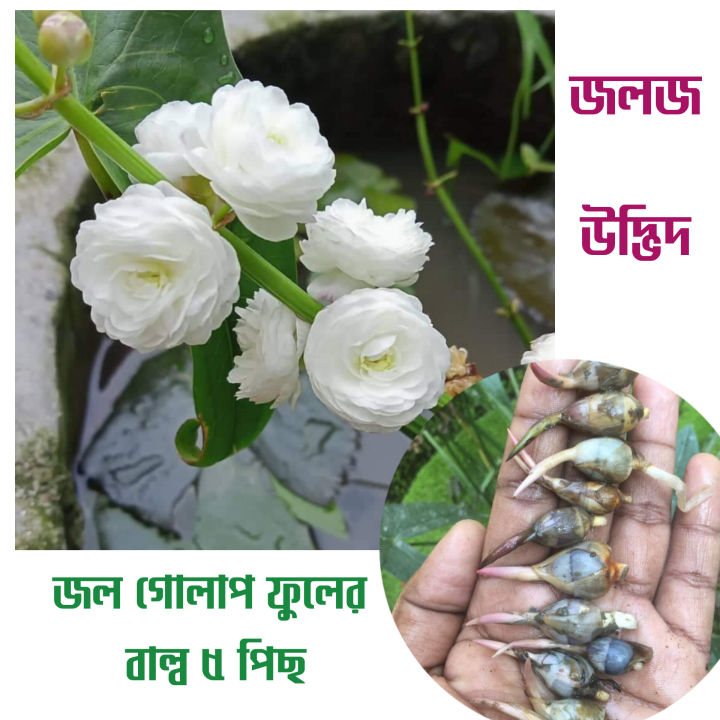Jol Golap Flower Bulb/Seed 5 piece - জলজ গাছের বাল্ব- জল গোলাপ ফুলের ...