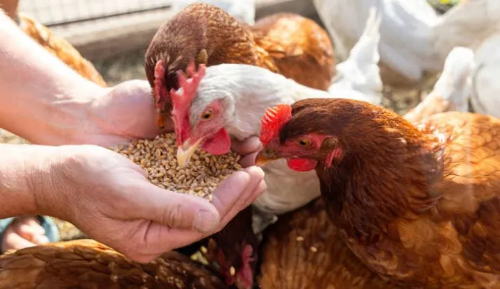 Hen food Chicken feed Organic poultry feed Layer hen feed Hen food for ...
