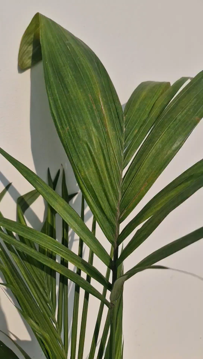 King Palm, Outdoor Plant, Green Tree | Daraz.com.np