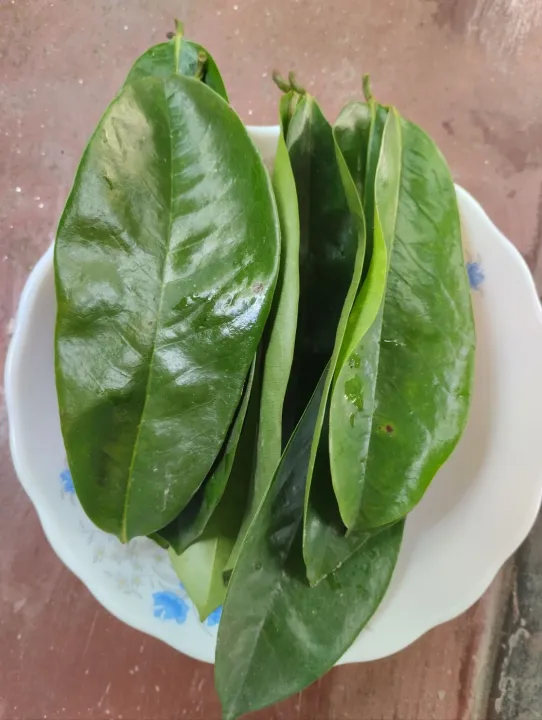 Corossol leaves 200 pcs korsol tree pata 200 pcs | Daraz.com.bd