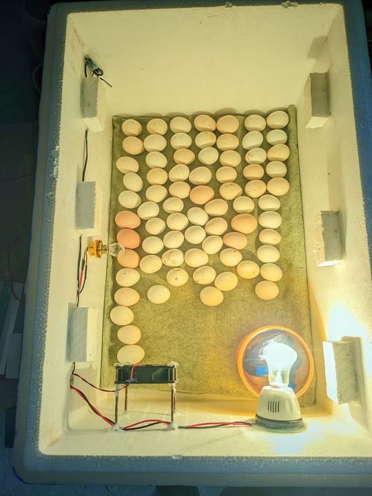 Incubator Machine 200 AC DC | Daraz.com.bd