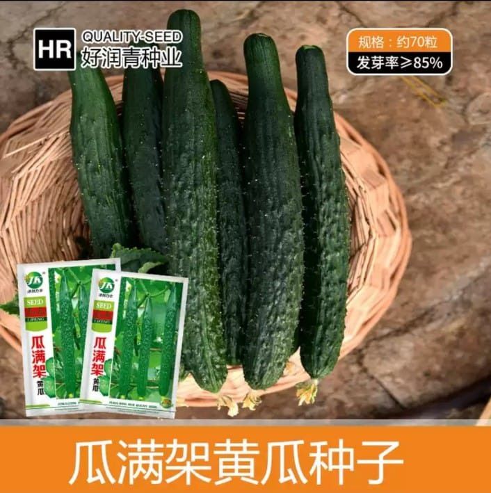 Premium INTACK pack Cucumber Seeds IMPORTED | Daraz.com.bd