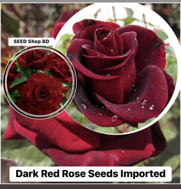 DARK Red Rose Seeds IMPORTED -30 pcs | Daraz.com.bd