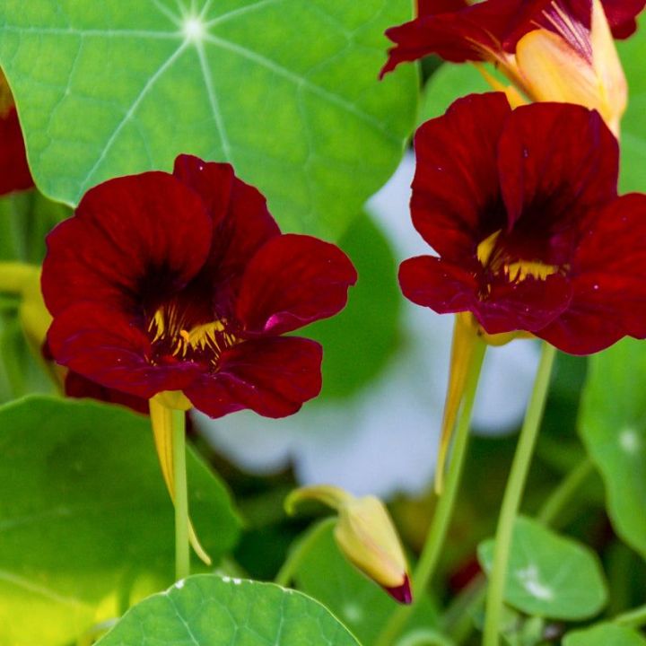 Tropaeolum Flowers Seeds ( shades of red colors) | Daraz.pk