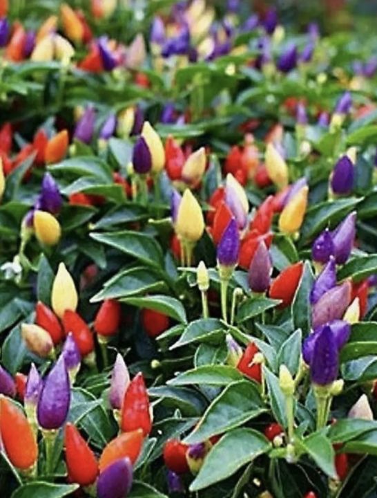 Rainbow Chilli Seeds (100% Result) ORNAMENTAL PEPPER BLUE SHINE | Daraz.pk
