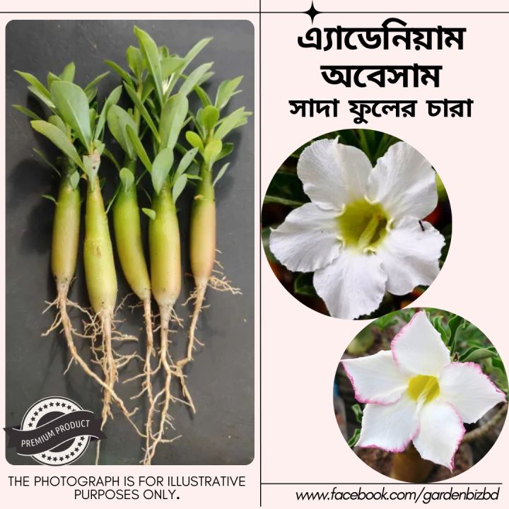 Adenium Obesum White Colour Flower Seedlings- 5 PC (Without Potting ...