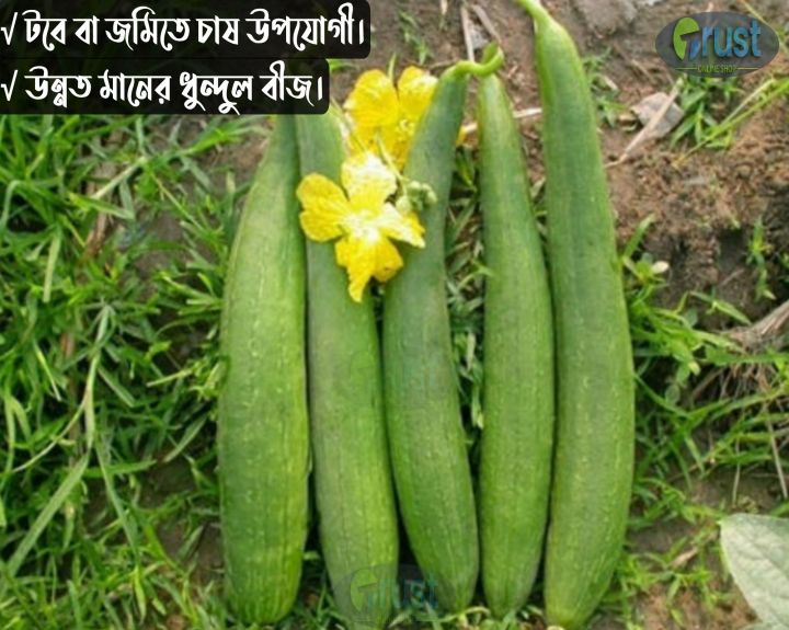 High-quality Sponge Gourde Dhundul Seeds ( 12+ Seeds & gifts). | Daraz ...