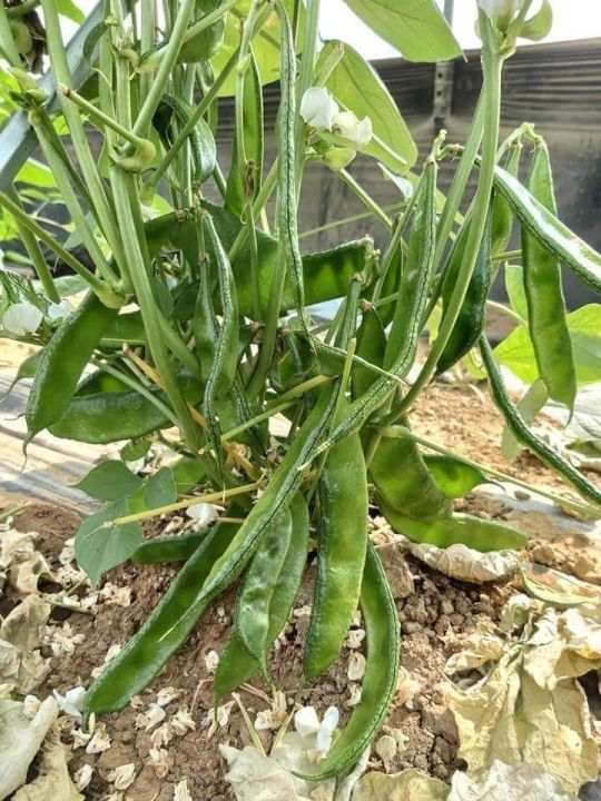Dwarf Kerala bean 10gram intact packet seeds packet | Daraz.com.bd
