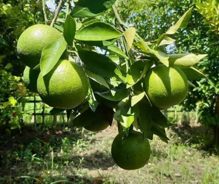 poisha Malta Orange tree | Daraz.com.bd