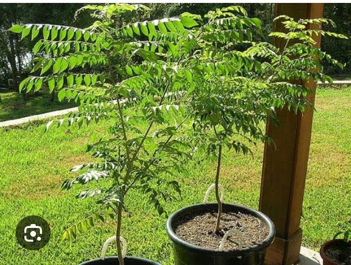 jat neem tree (neem gach) 1 ps Shah Agro farm garden plants | Daraz.com.bd