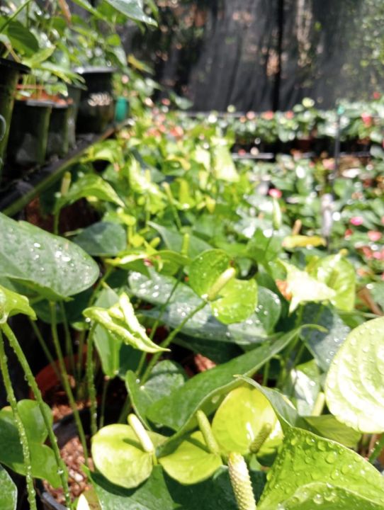 Anthurium plants - ABSOLUTE GREEN - Bangkok | Daraz.lk