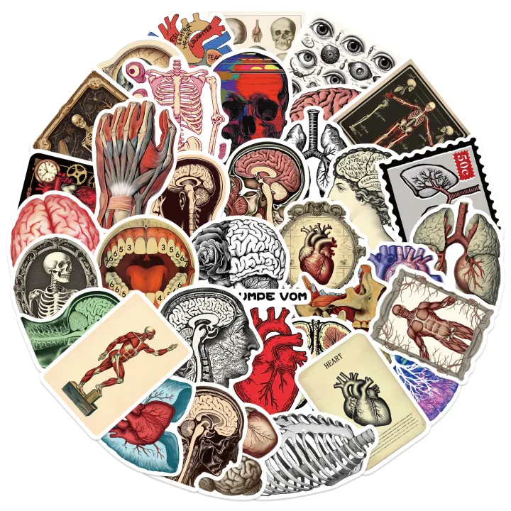 50Pcs Retro Scientific Human Anatomy Stickers Anatomy Physiology DIY ...