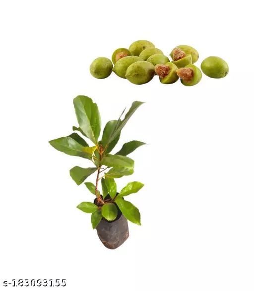 Veralu Plant: A Taste of Tropical Beauty for Your Garden | Daraz.lk