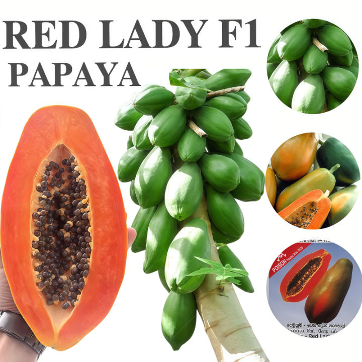 Red Lady papaya F1 Hybrid seeds High Quality For Home Gardening Lovers ...