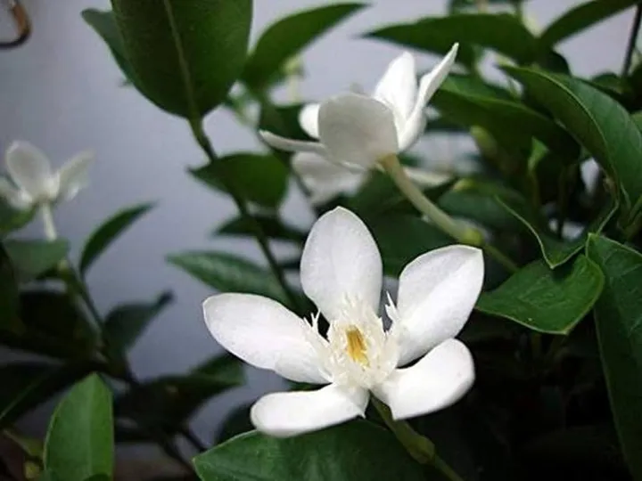 pichchu mali plants / mali flower plants | Daraz.lk