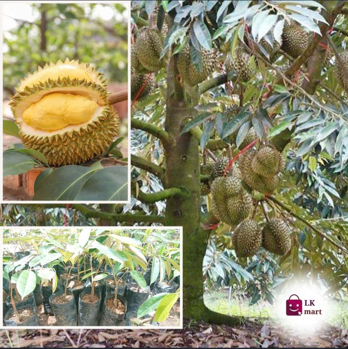 Grafted Durian Fruit Plants for Your Garden Natural Plants | Daraz.lk