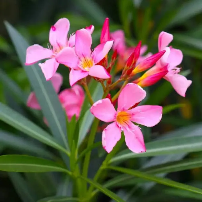 Kanair / Oleander Pink Live Plant | Daraz.pk