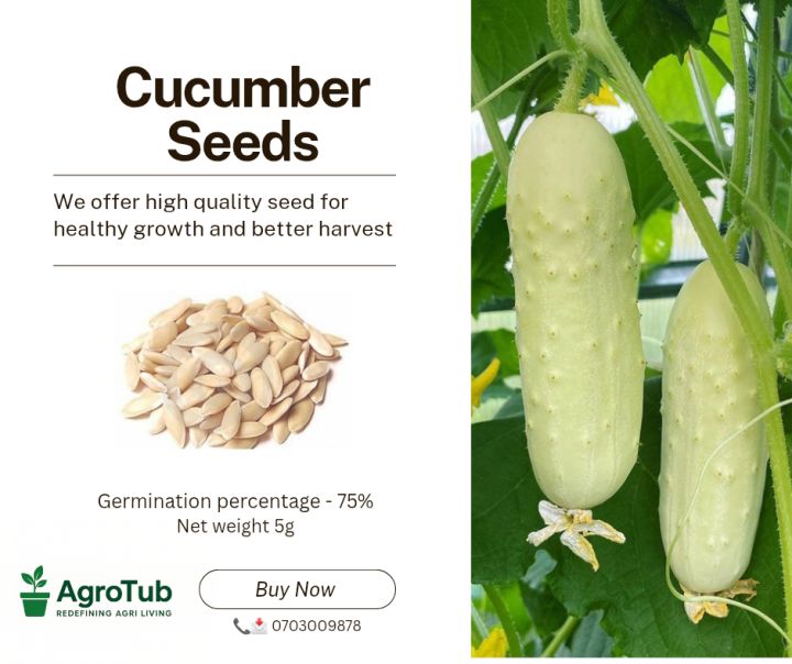 Cucumber seeds | Daraz.lk: Buy Online at Best Prices in Srilanka | Daraz.lk