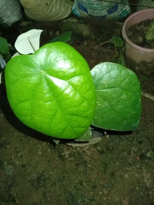 venival plants | Daraz.lk: Buy Online at Best Prices in Srilanka | Daraz.lk