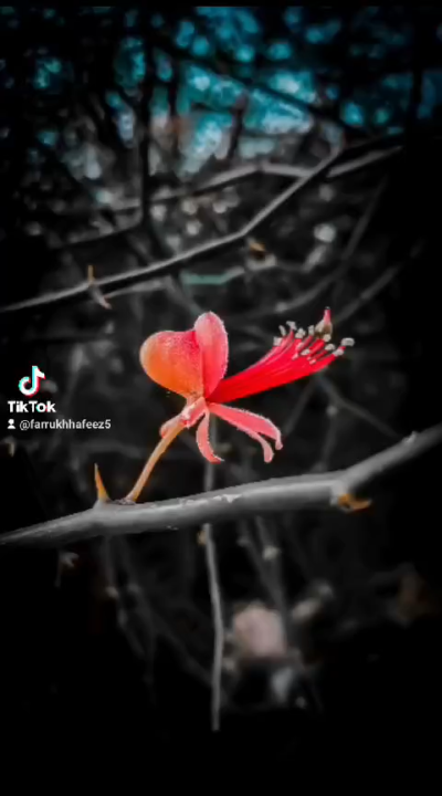 cusatomized 1 pc Haq mehar envolope, nikkah envelope, salami envelope ...