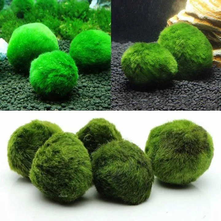 3-4cm Marimo Moss Balls Live Aquarium Plant Algae Fish Shrimp Tank ...