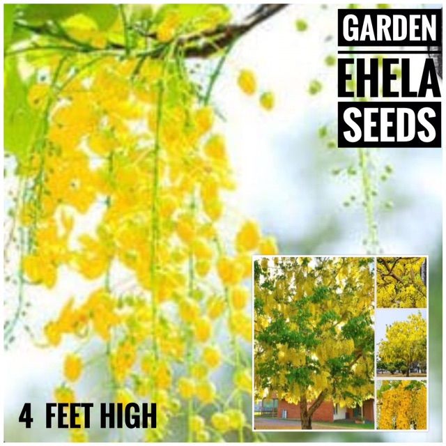 Home garden ehela seeds / 4 feet high | Daraz.lk