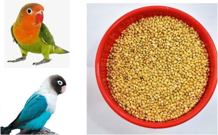 Bird Food (Bajiri) 250g | Daraz.lk