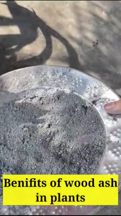 Natural Wood Ash Fertilizer, Organic Soil Amendment, Garden Plant ...